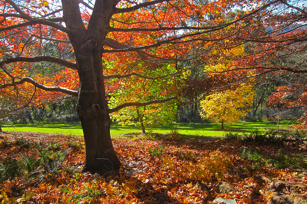 Aussie Autumn Walks - ACA